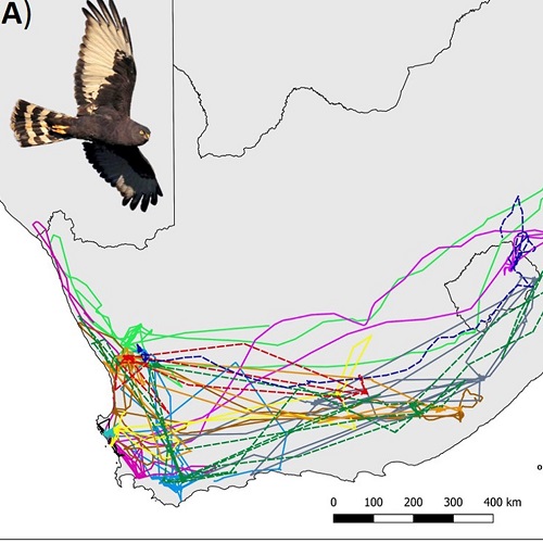 Migratory patterns and settlement areas revealed by remote sensing in ...